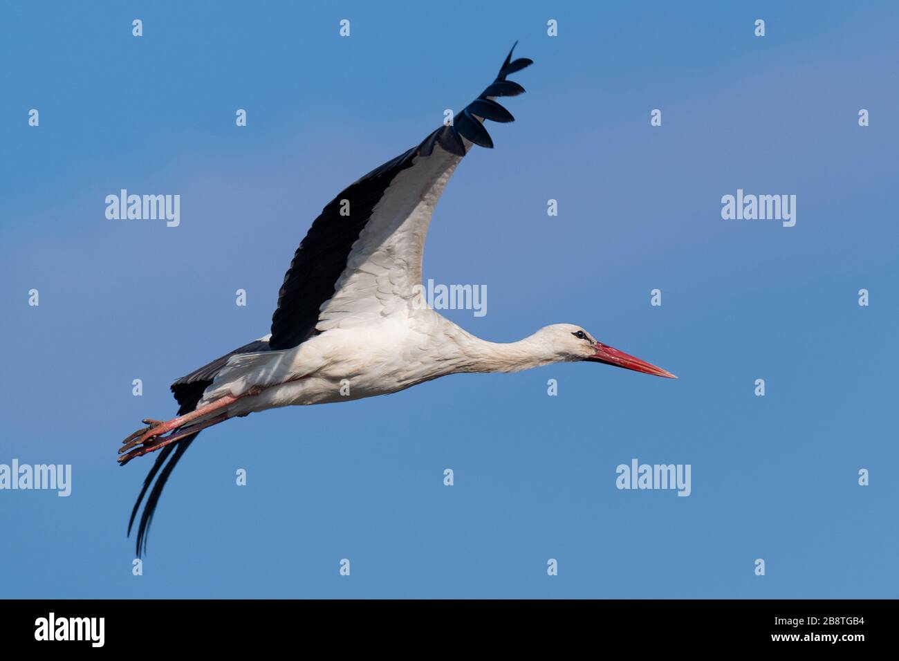 Family ciconiidae hi-res stock photography and images - Alamy
