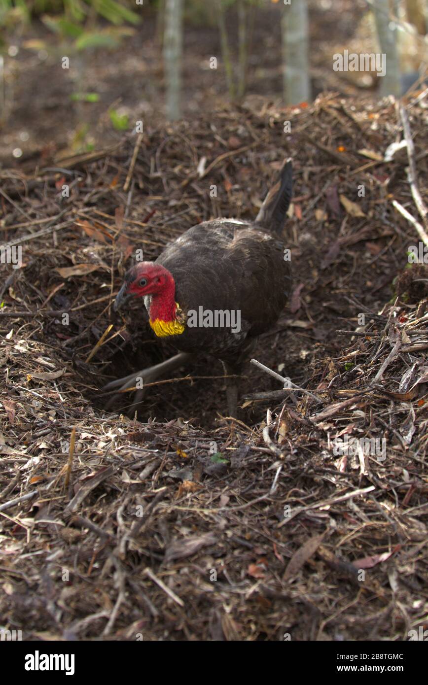 The Australian brushturkey or Australian brush-turkey (Alectura lathami ...