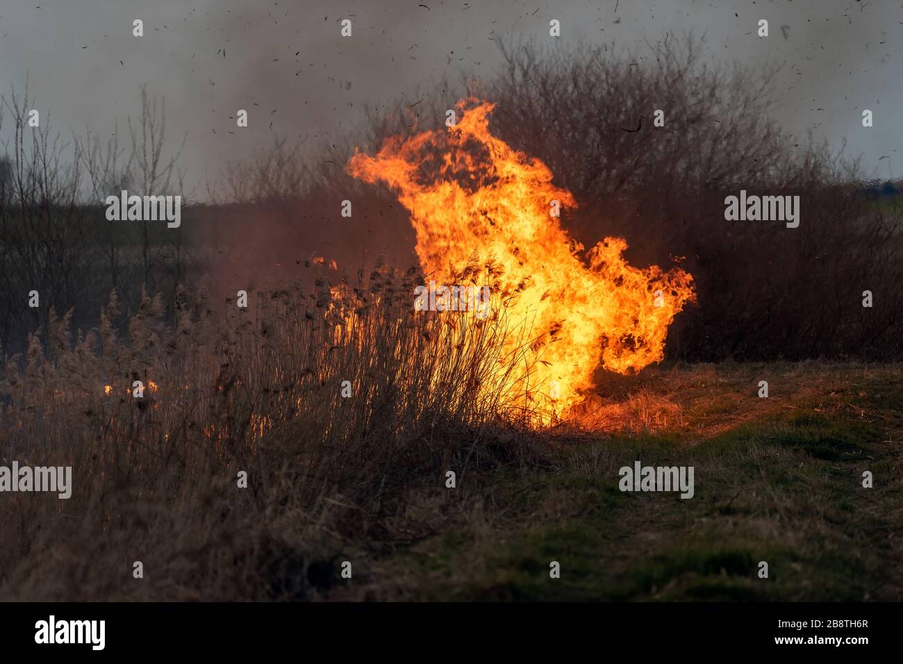 Forest and field fire. Strong smoke from a burning place. Dry grass ...