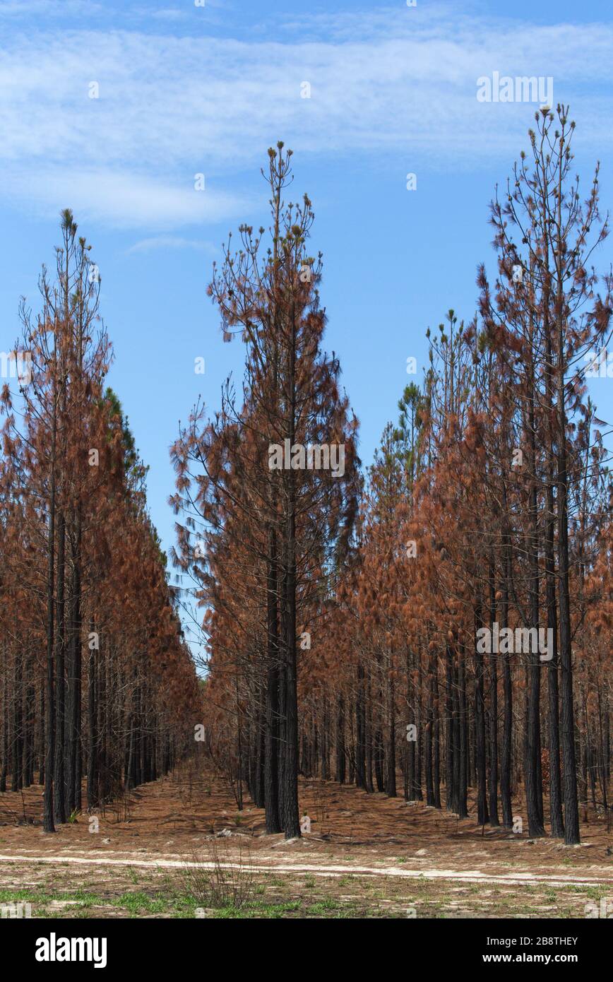 Monterey pine plantation pinus radiata hi-res stock photography and ...