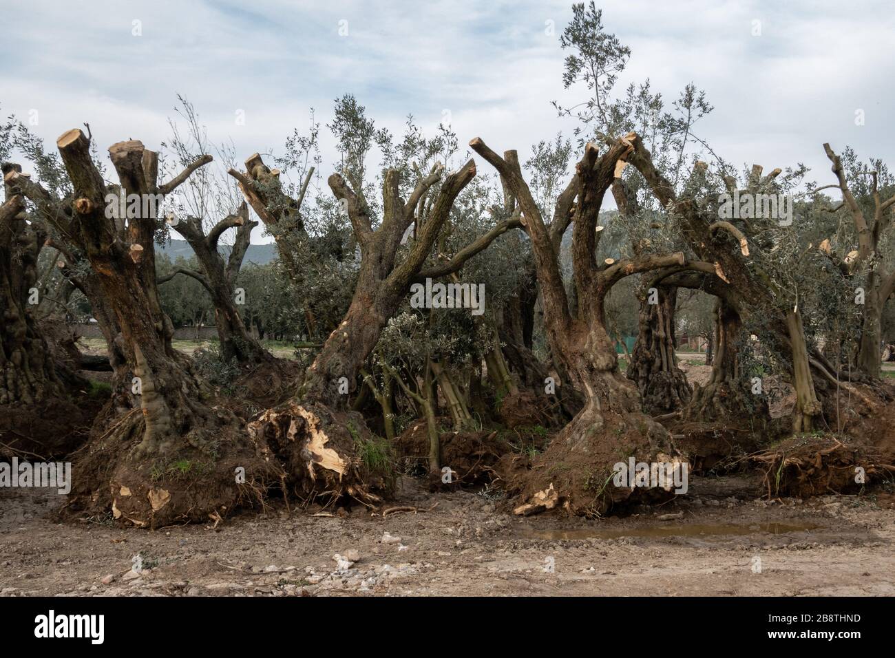 uprooted olive trees Stock Photo - Alamy