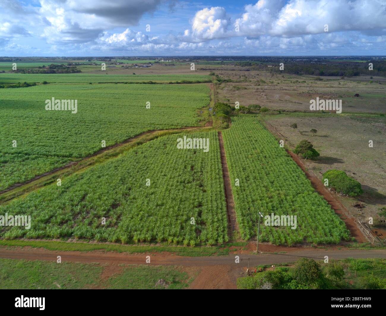 Aerial of the sugar cane fields growing on the banks of the Burnett ...