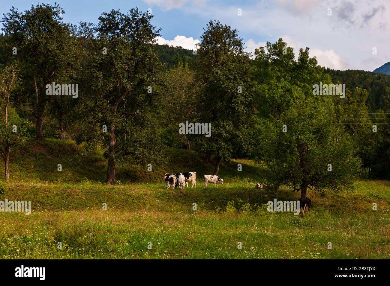 Spotted cow cows hi-res stock photography and images - Alamy