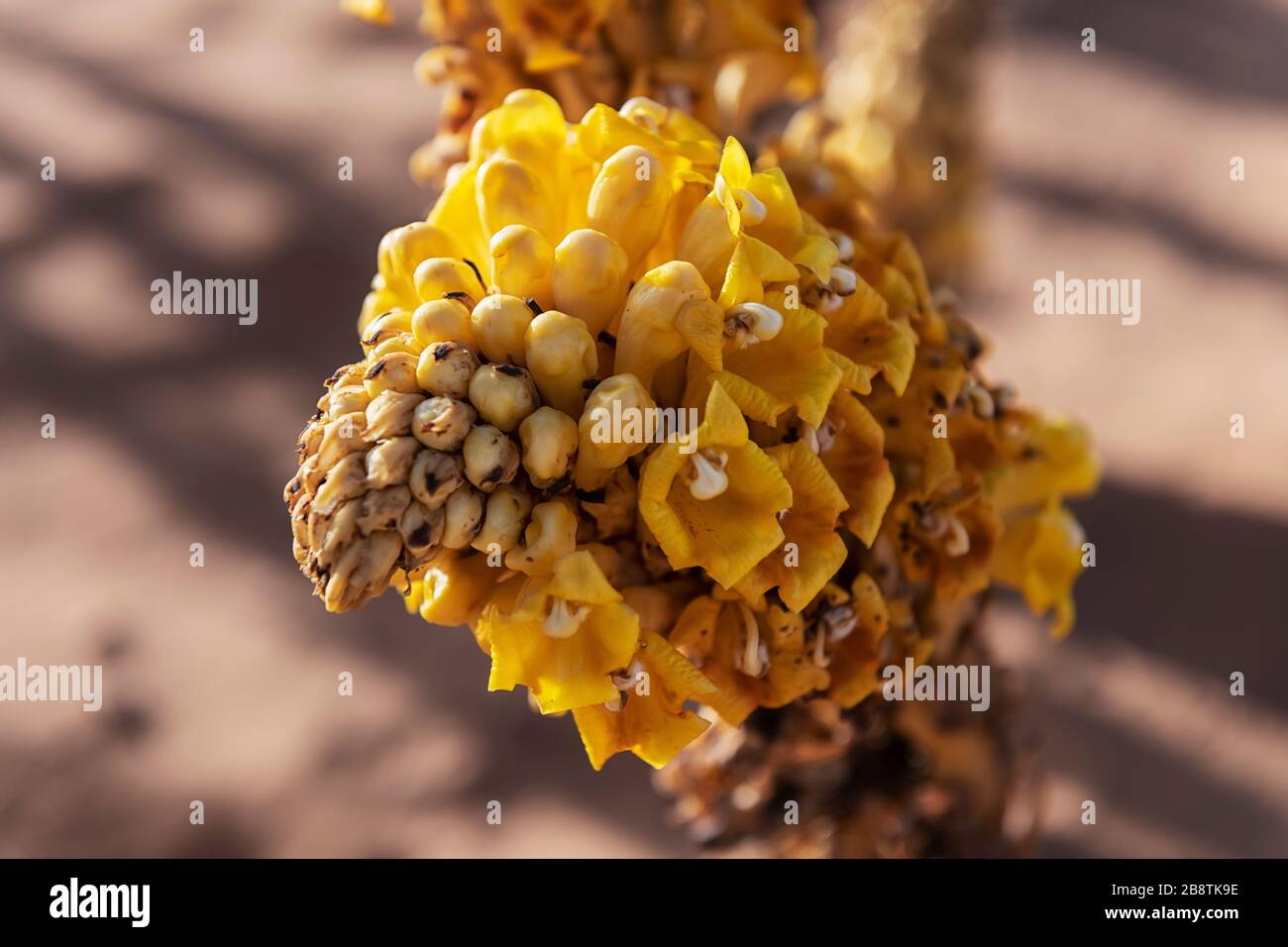 Closeup of a yellow desert hyacinth (Cistanche tubulosa) in the Sahara ...