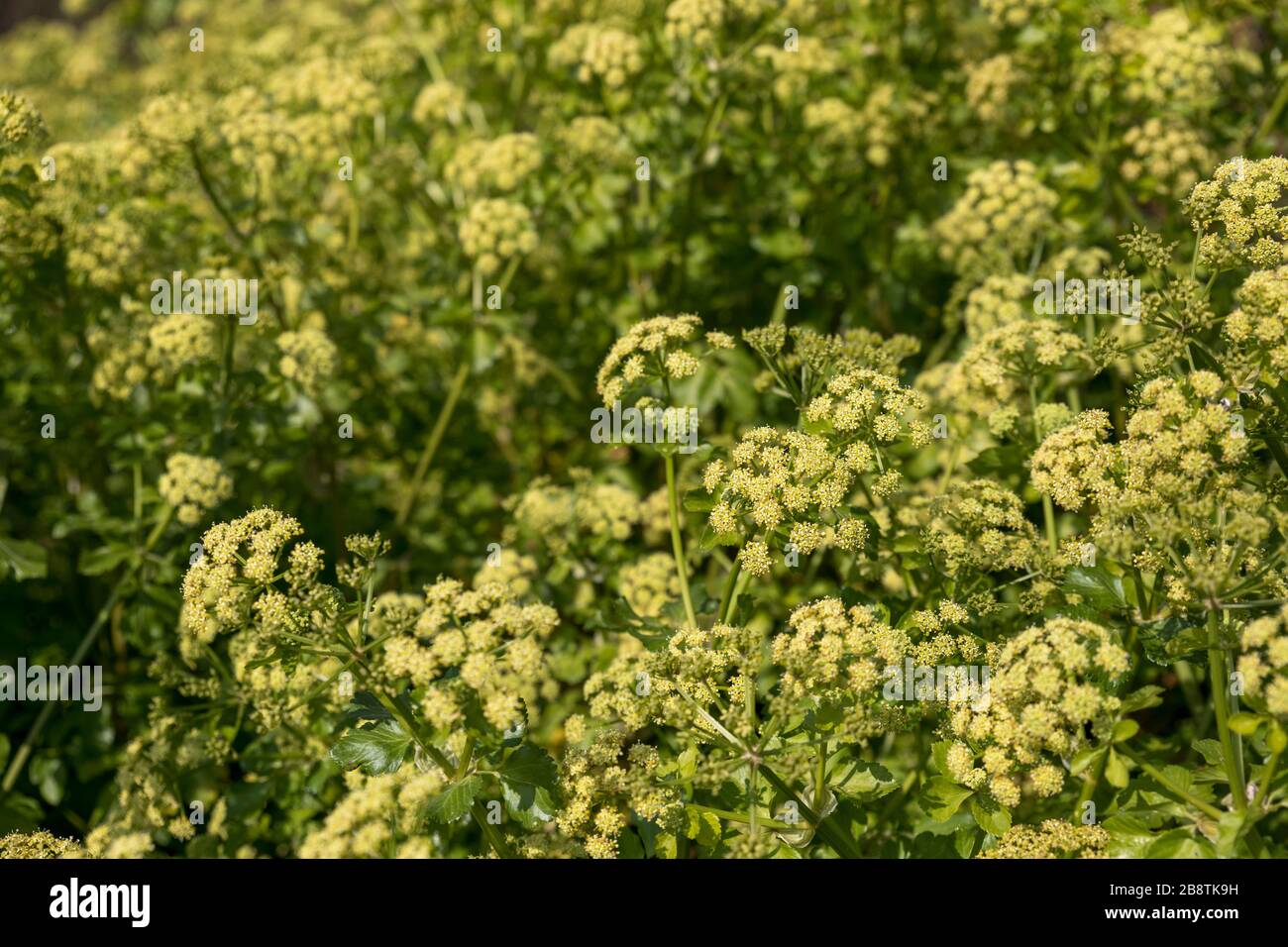 Spring flowering alexanders plant hi-res stock photography and images ...