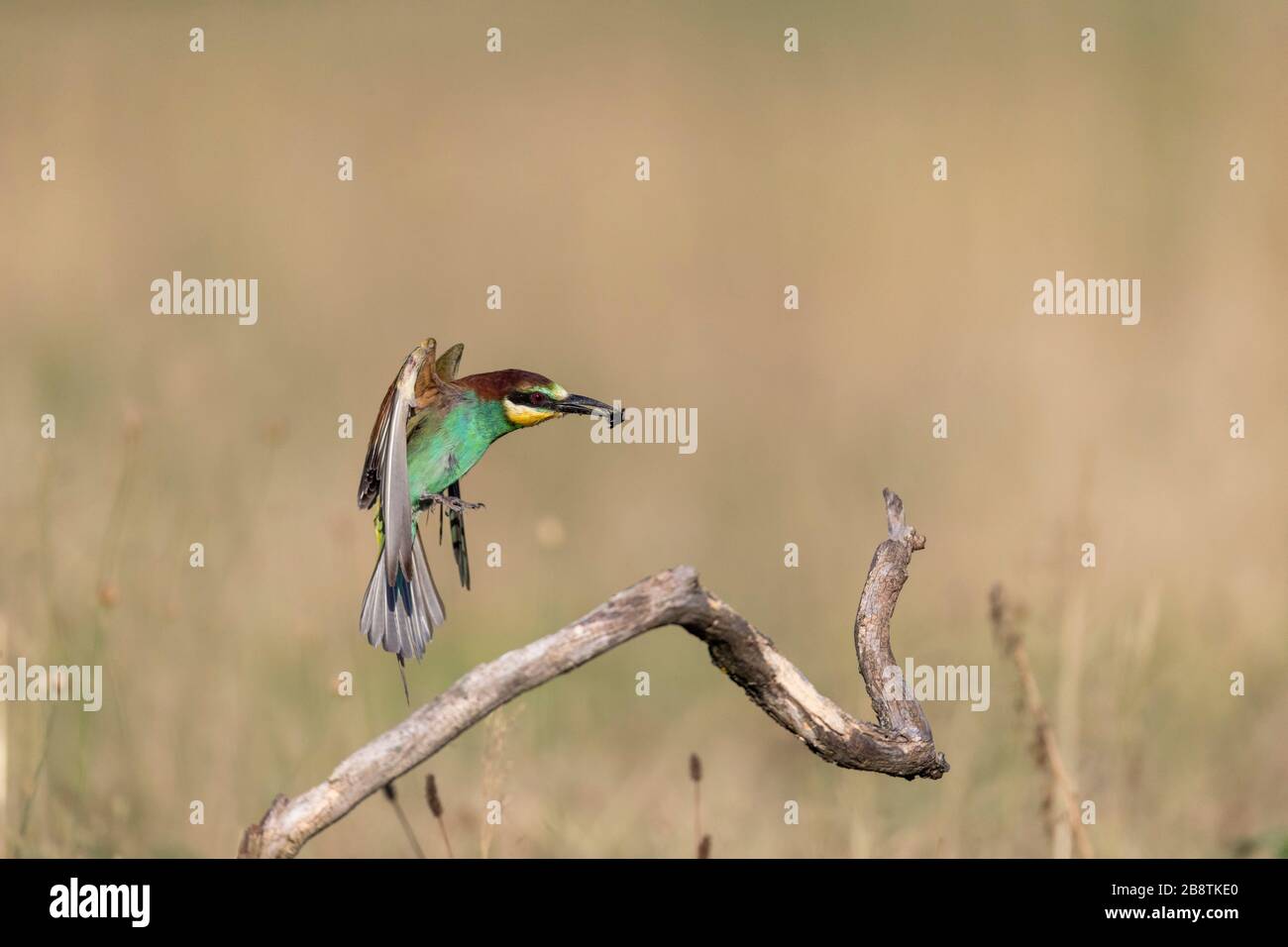 Bee Eater; Merops apiaster; in Flight; Hungary Stock Photo - Alamy