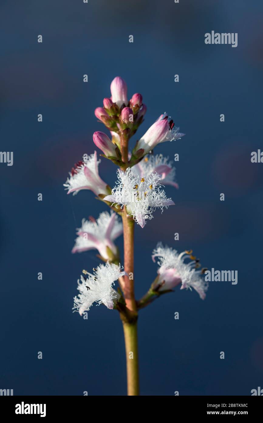 Bogbean; Menyanthes trifoliata; Flowering; UK Stock Photo - Alamy