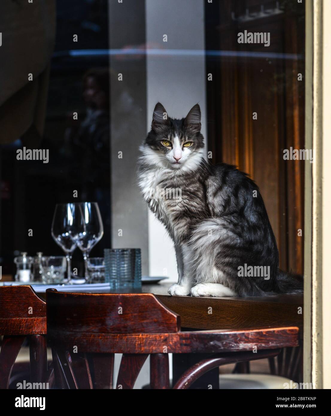 An adorable cat sitting on wooden table at the restaurant in Amsterdam ...