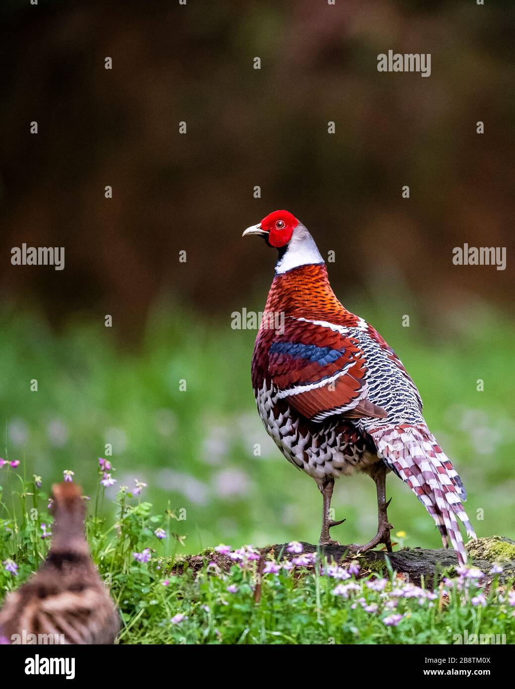 Mingxi county hi-res stock photography and images - Alamy