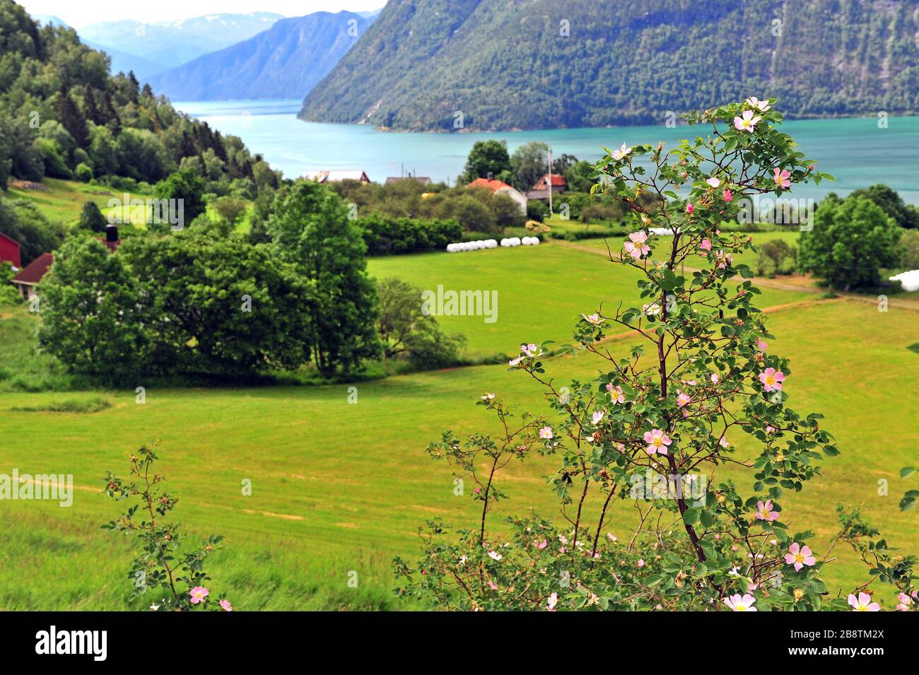 Beautiful blossom tree in norwegian fjords with green grass and lake on ...