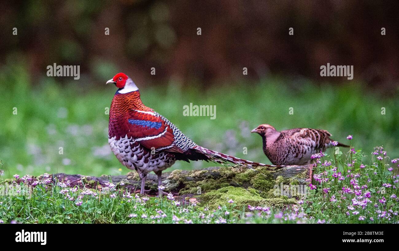 Mingxi town hi-res stock photography and images - Alamy