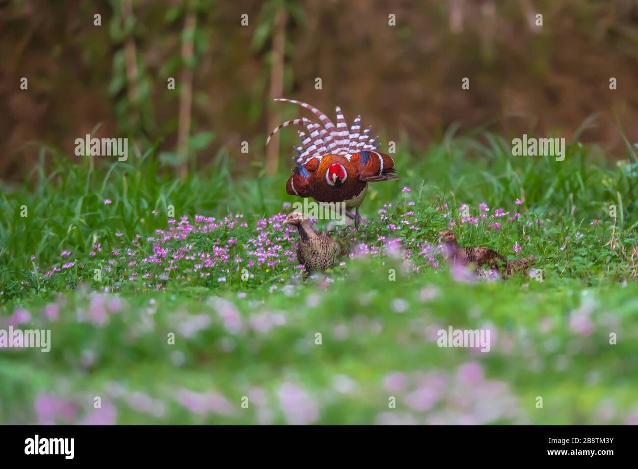 Mingxi county hi-res stock photography and images - Alamy
