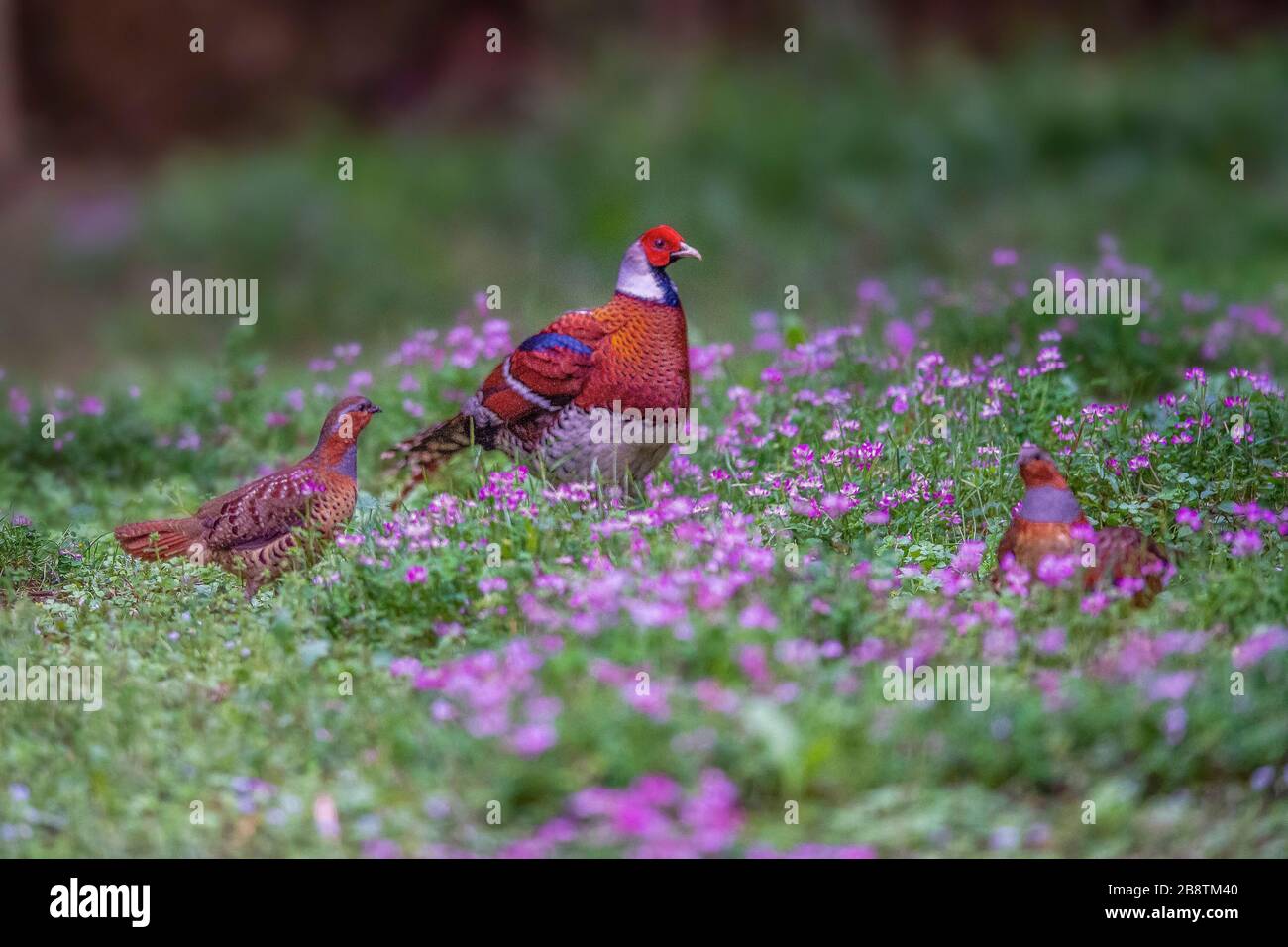 Mingxi county hi-res stock photography and images - Alamy