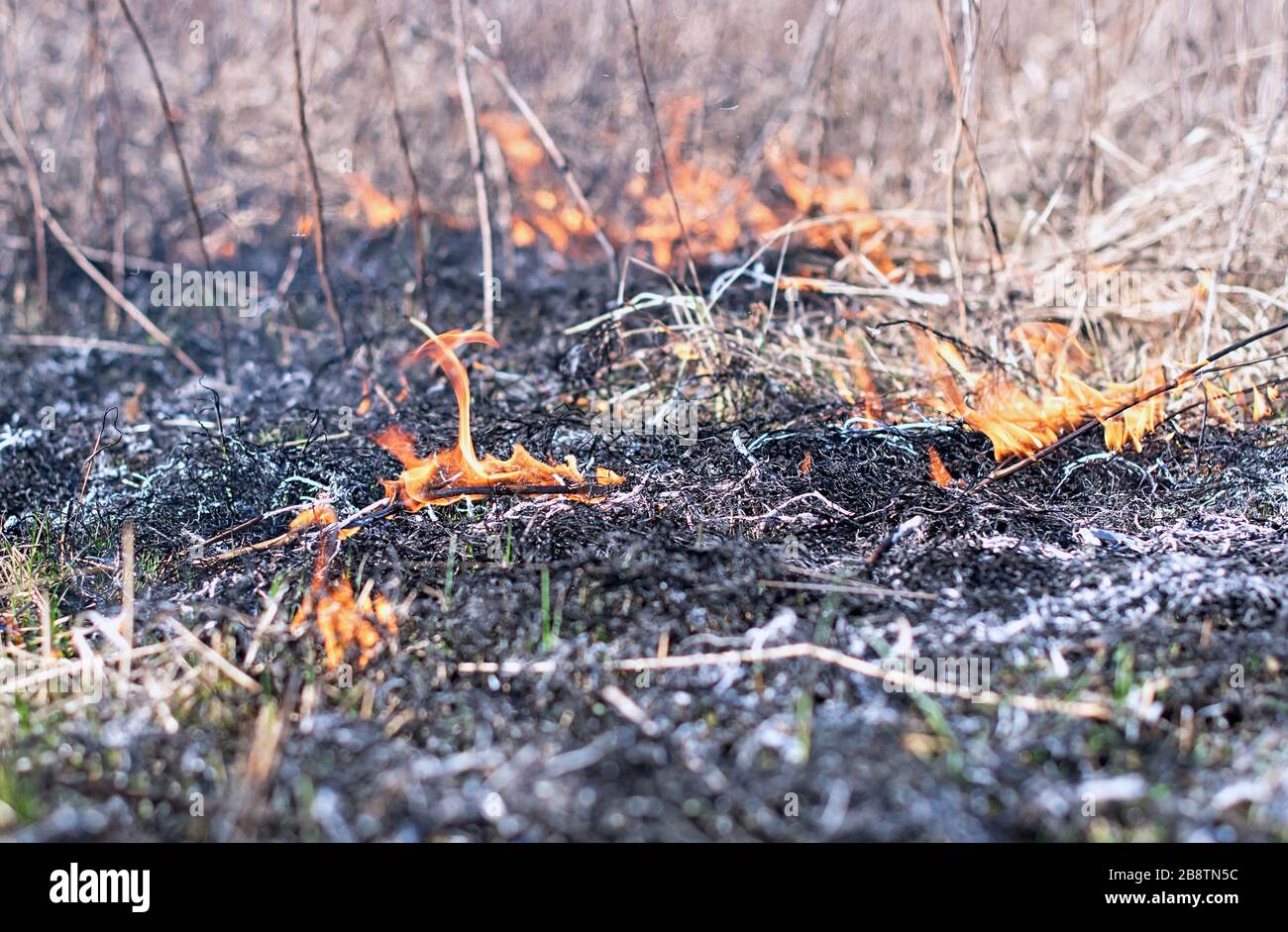 Spring arsons of a grass are a disaster. Strong wind spreads fire Stock ...
