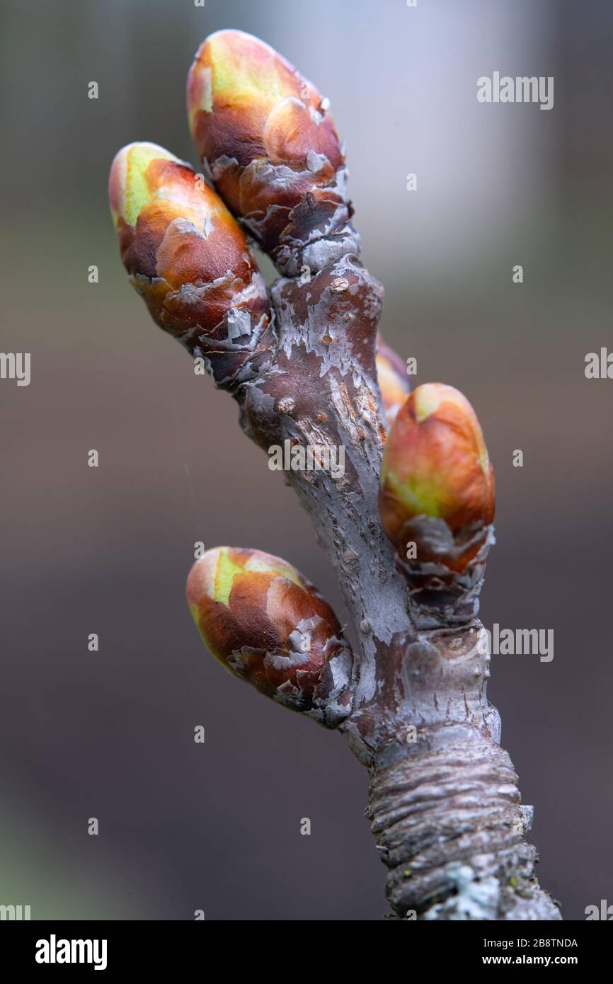Cherry branch growth hi-res stock photography and images - Alamy