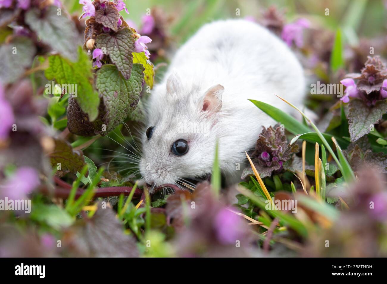 white hamster against the background of a beautiful spring Stock Photo ...