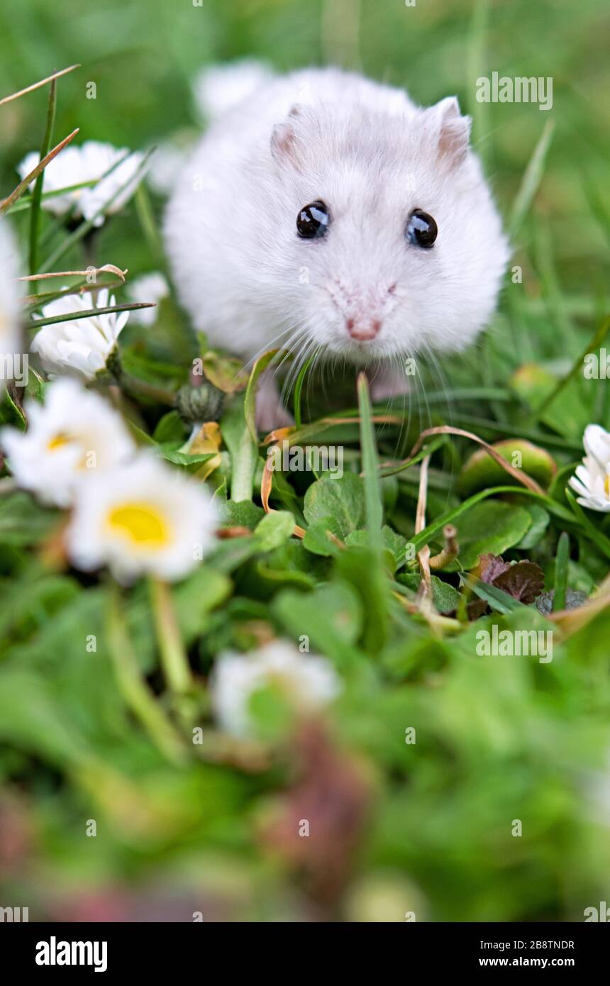 Spring pet hi-res stock photography and images - Alamy