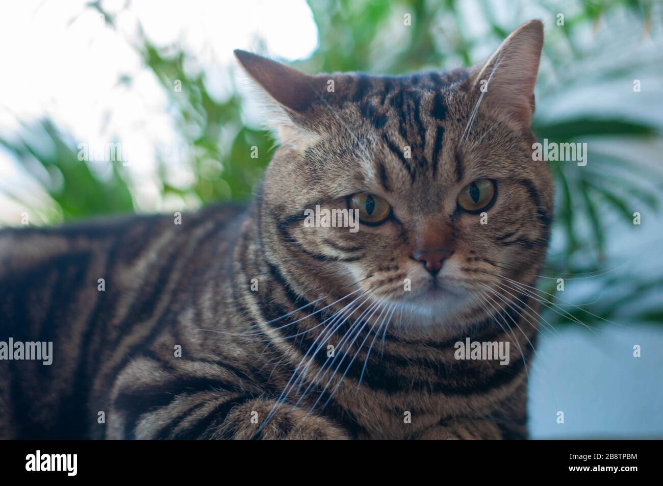British tabby cat on the table in a calm pose Stock Photo - Alamy