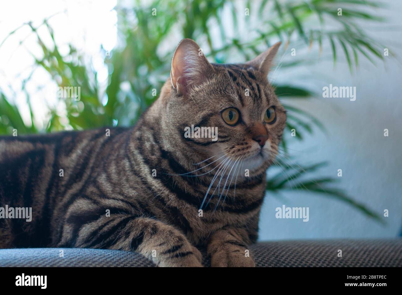 British shorthair cat nose hi-res stock photography and images - Alamy