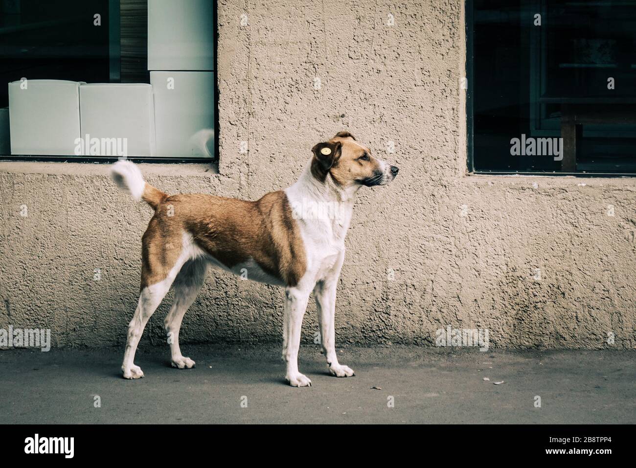 Homless dog hi-res stock photography and images - Alamy