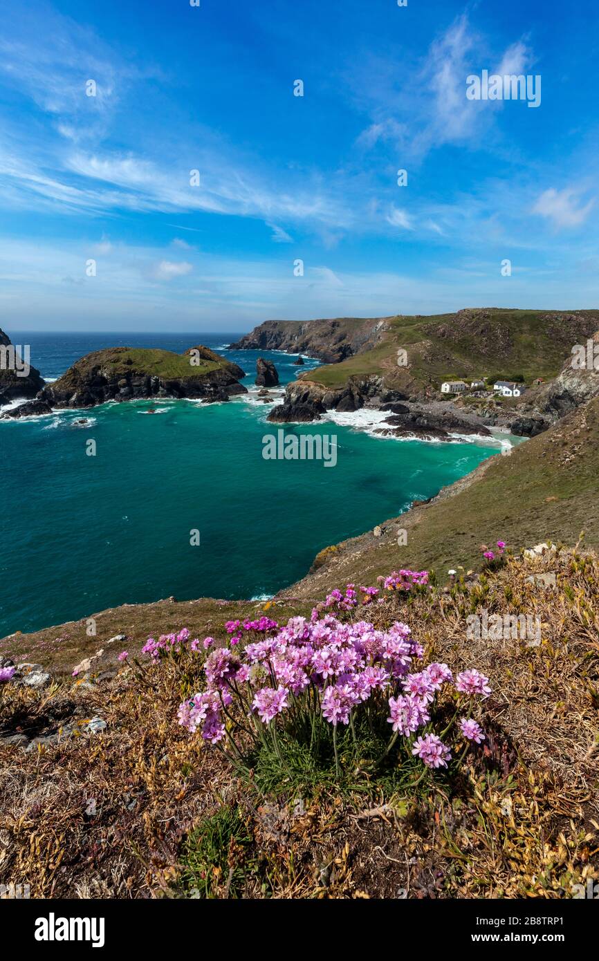 Cornwall coast flowers hi-res stock photography and images - Alamy