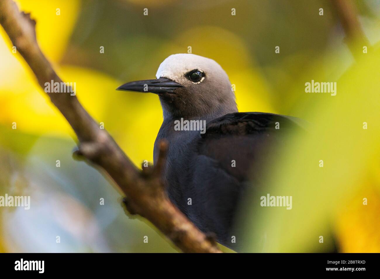 Lesser Noddy; Anous tenuirostris; Seychelles Stock Photo - Alamy