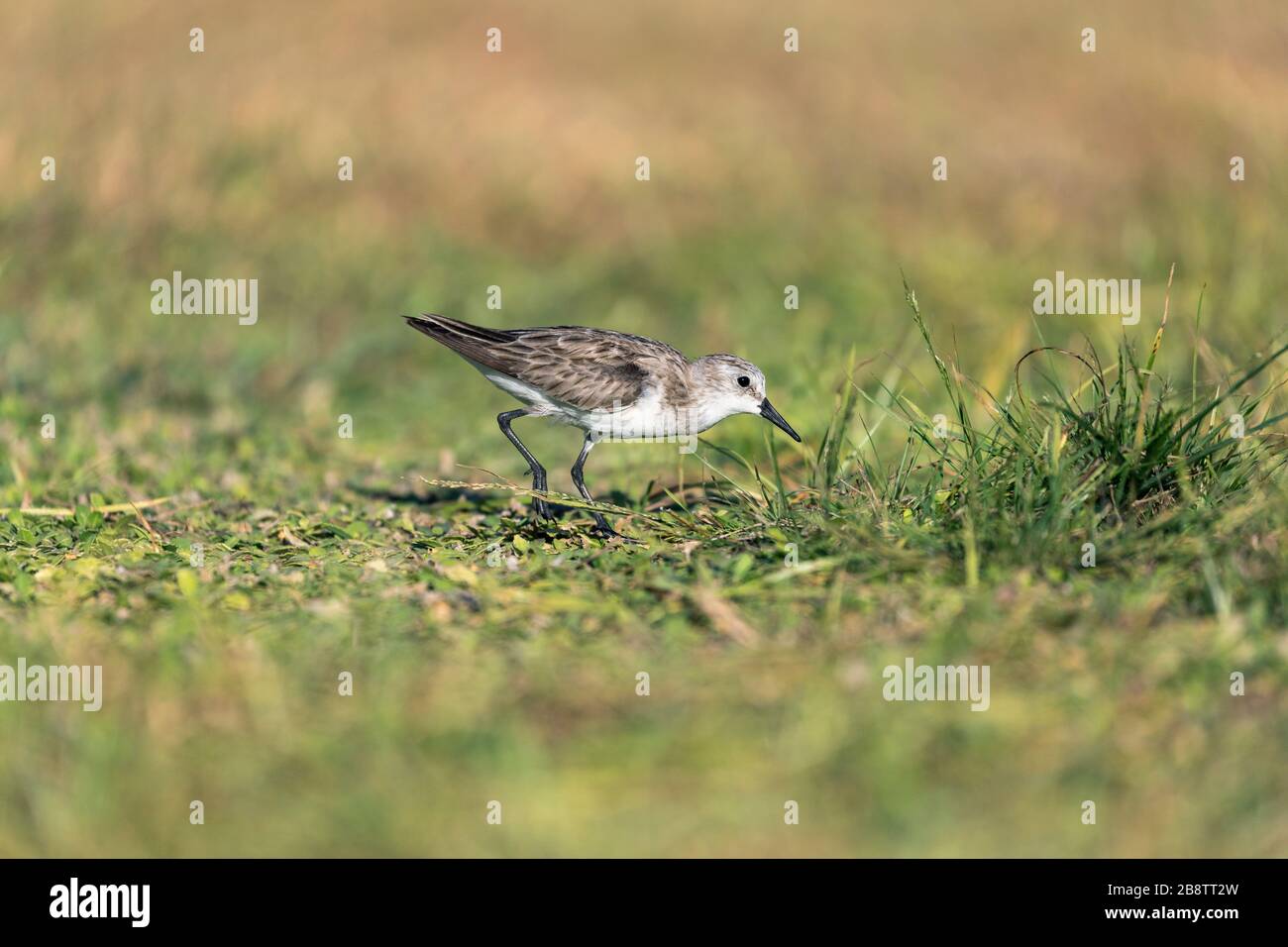 Adult little stint breeding plumage hi-res stock photography and images ...