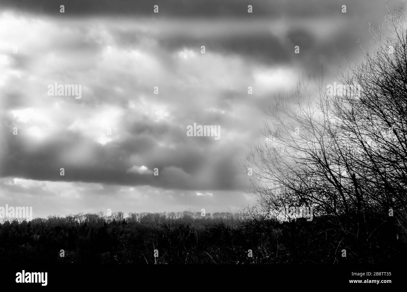 Forest nature design Black and White Stock Photos & Images - Alamy