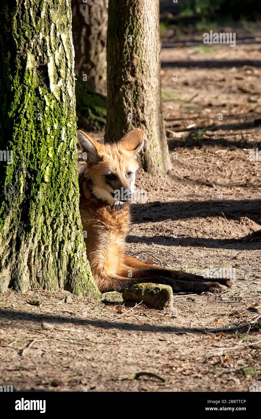Maned wolf in the forest Stock Photo - Alamy
