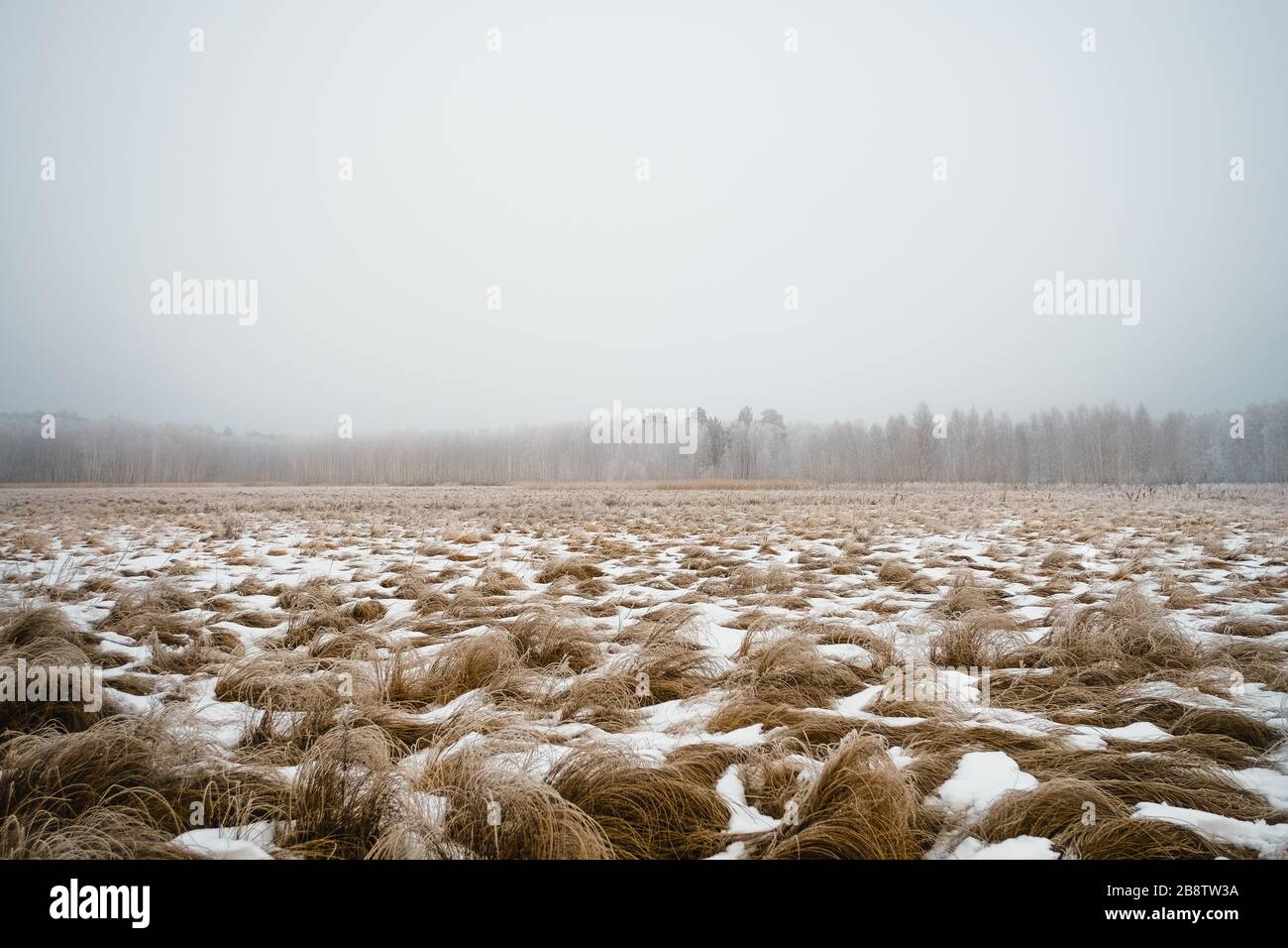 Snow covered grass Stock Photo - Alamy