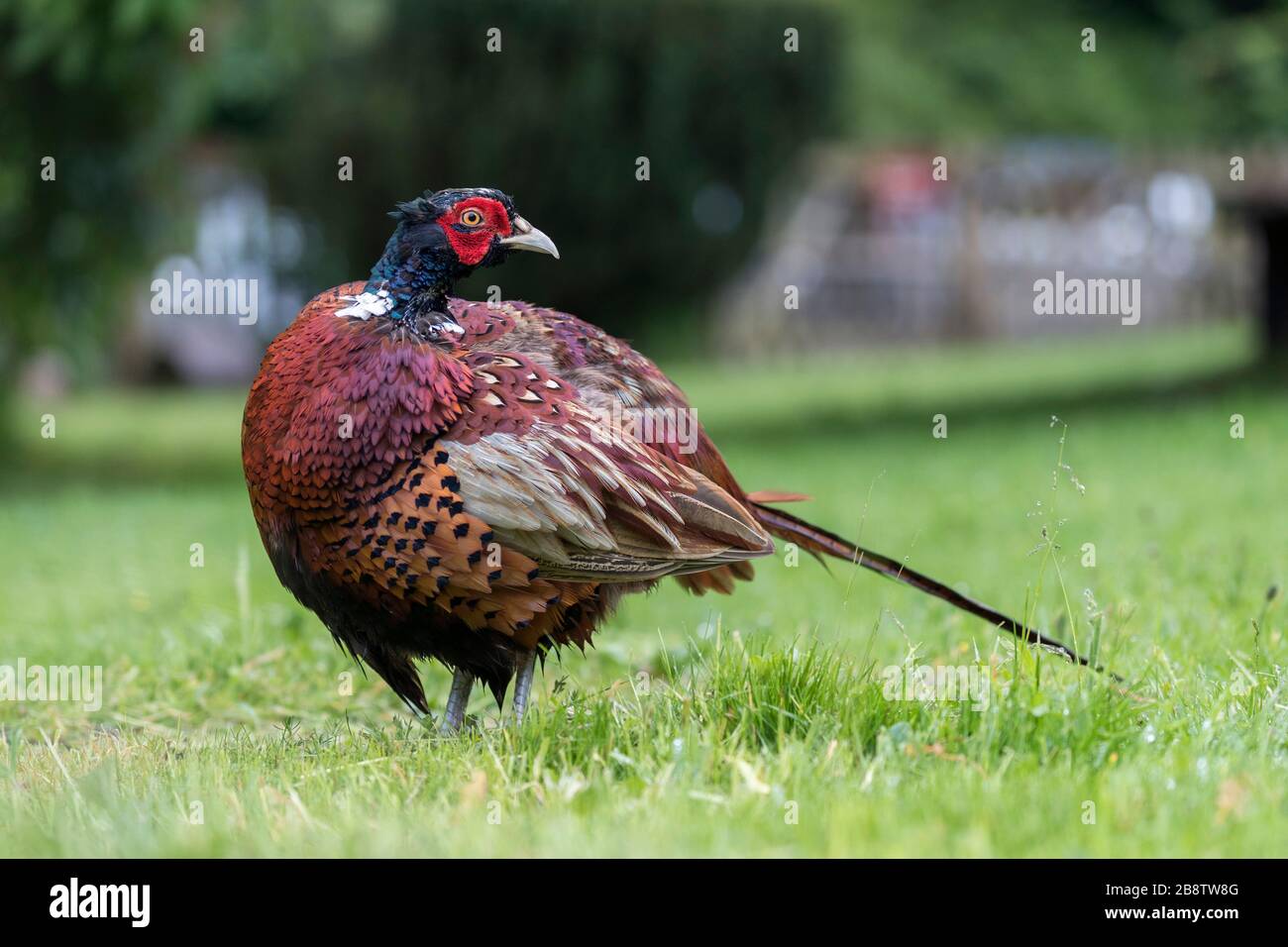 Pheasant; Phasianus colchicus; Male; UK Stock Photo - Alamy