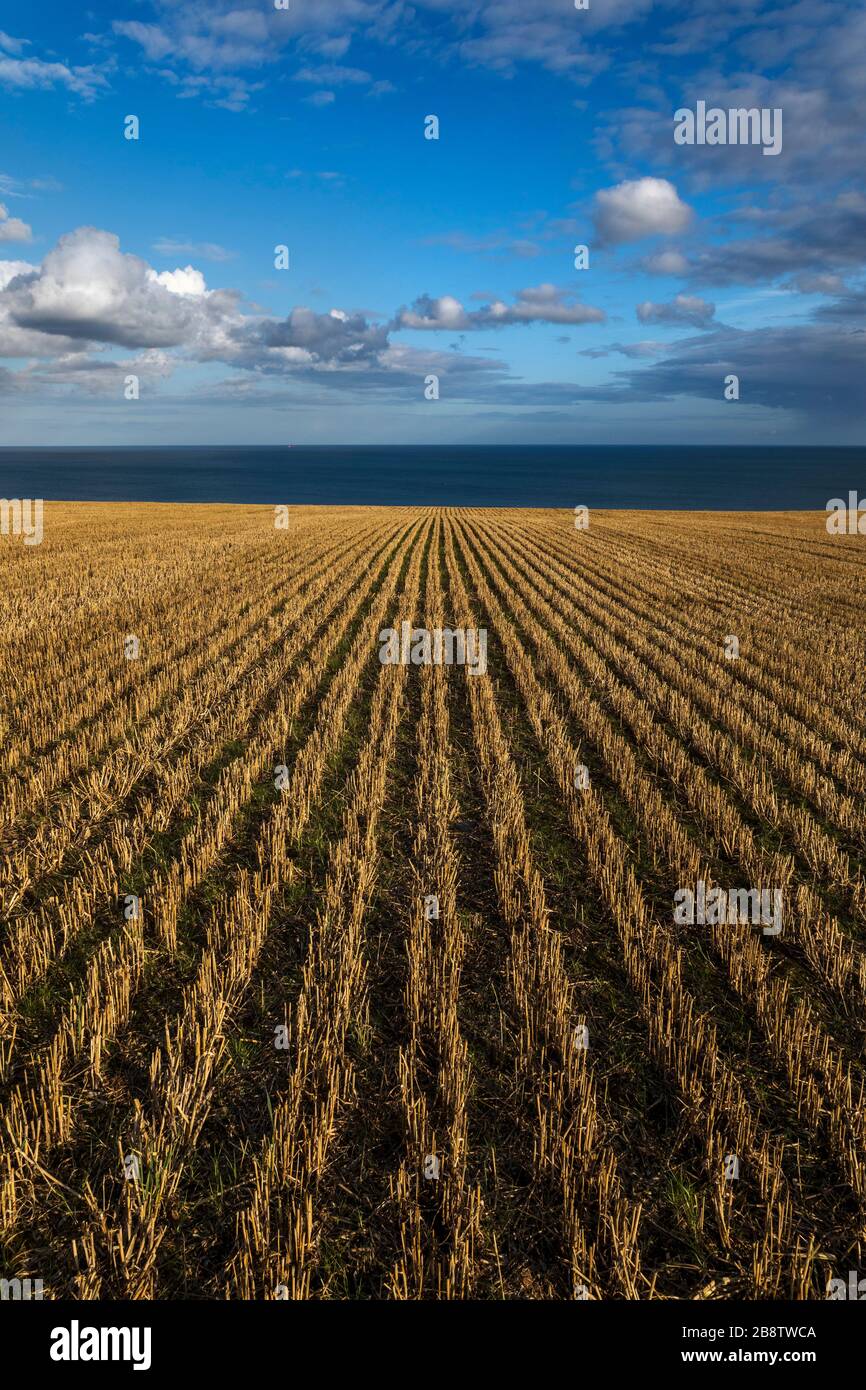 Farming agriculture cornish hi-res stock photography and images - Alamy