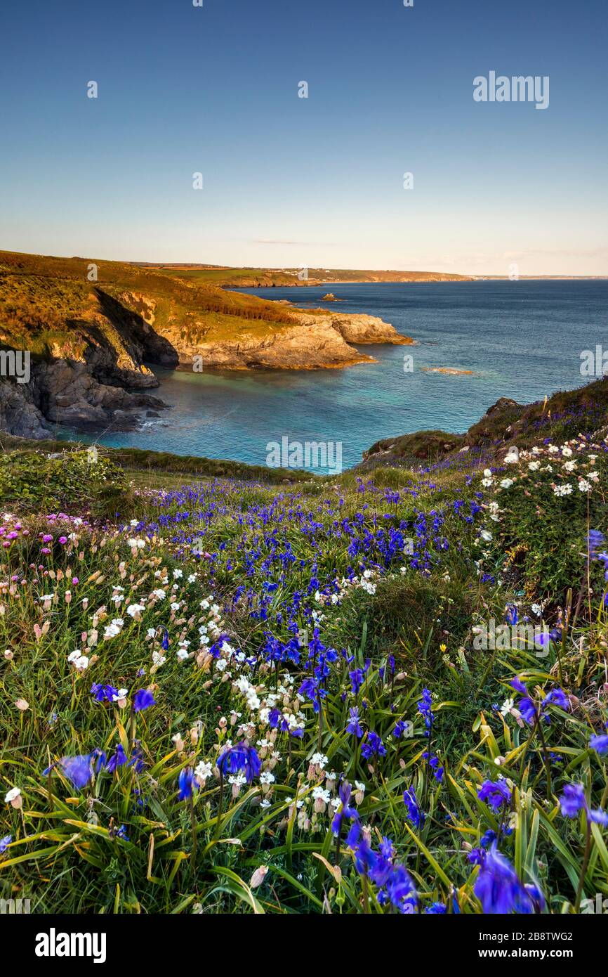 Cove with flowers hi-res stock photography and images - Alamy