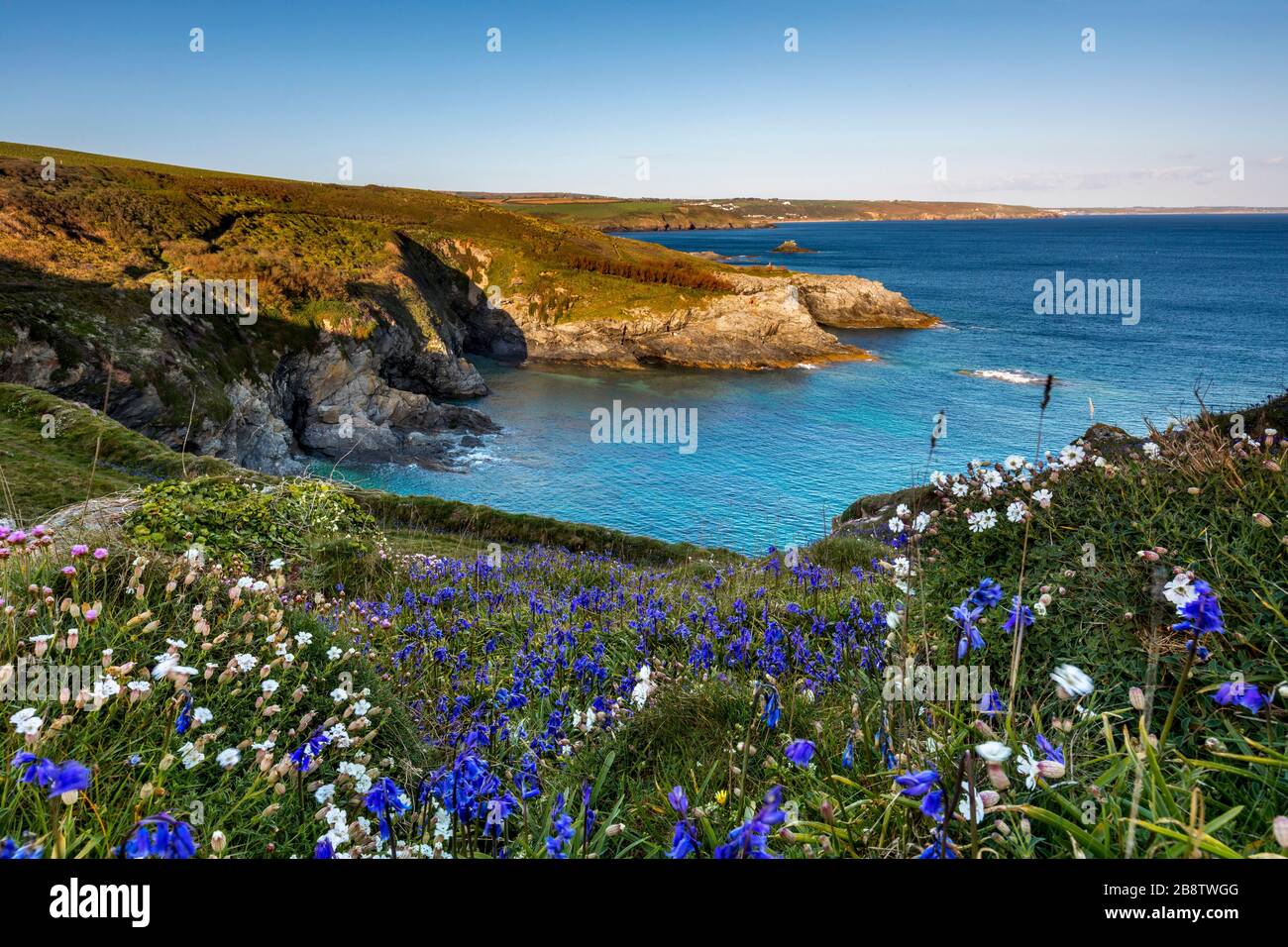 Cornwall coast flowers hi-res stock photography and images - Alamy