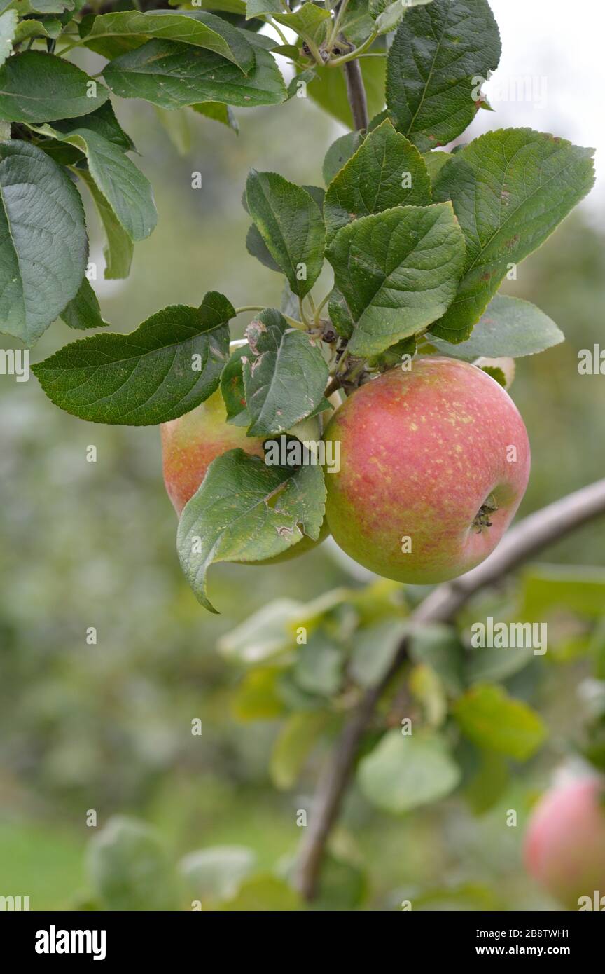 Peasgood’s nonsuch hi-res stock photography and images - Alamy