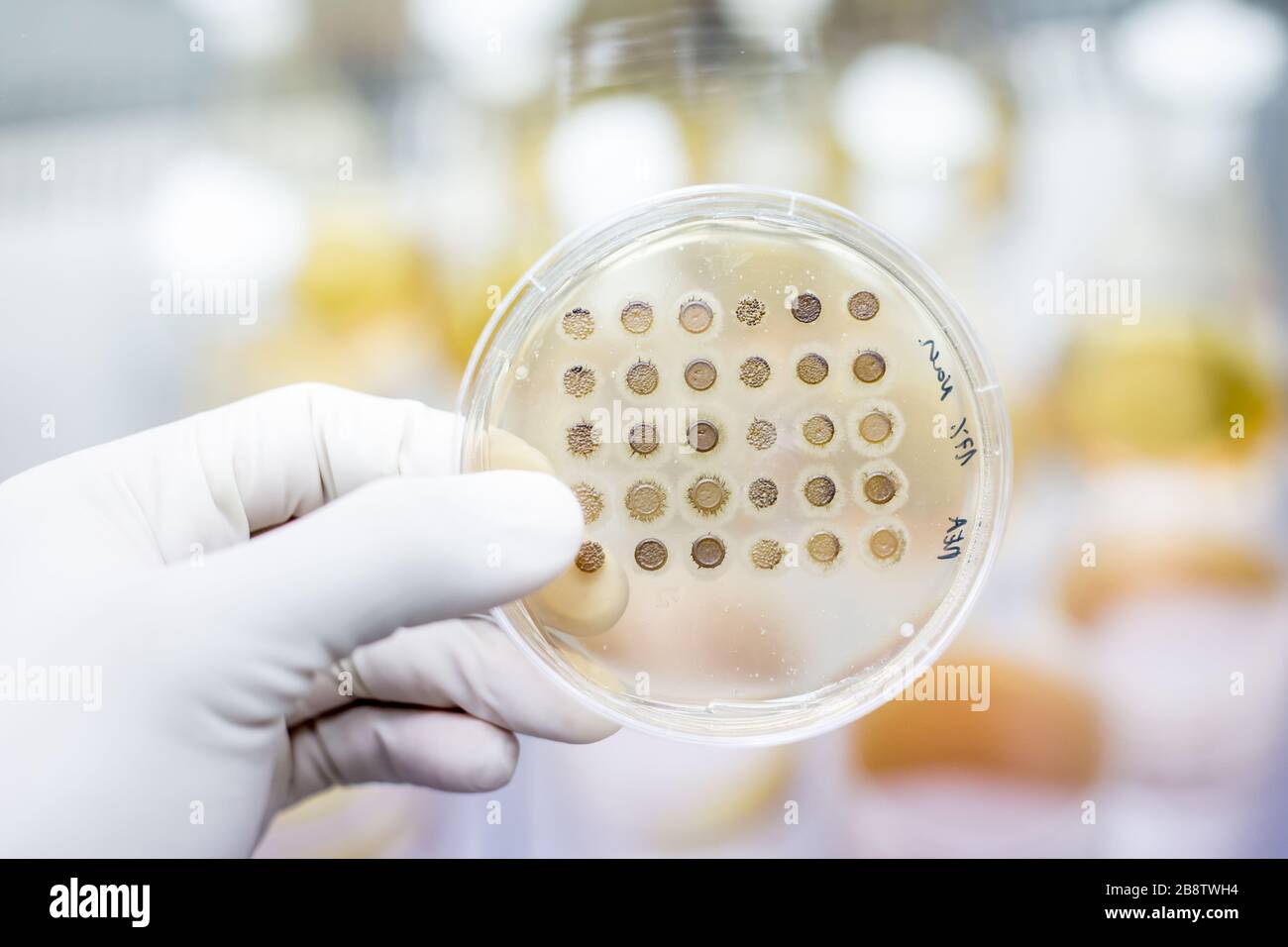 Scientist growing bacteria in petri dishes on agar gel as a part of ...