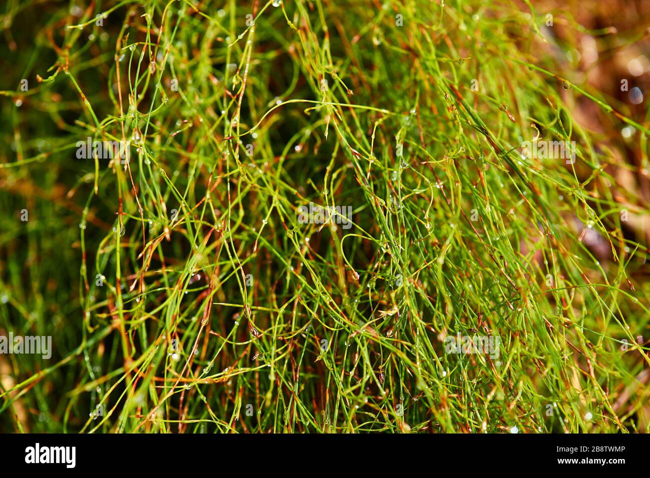 Restios High Resolution Stock Photography and Images - Alamy