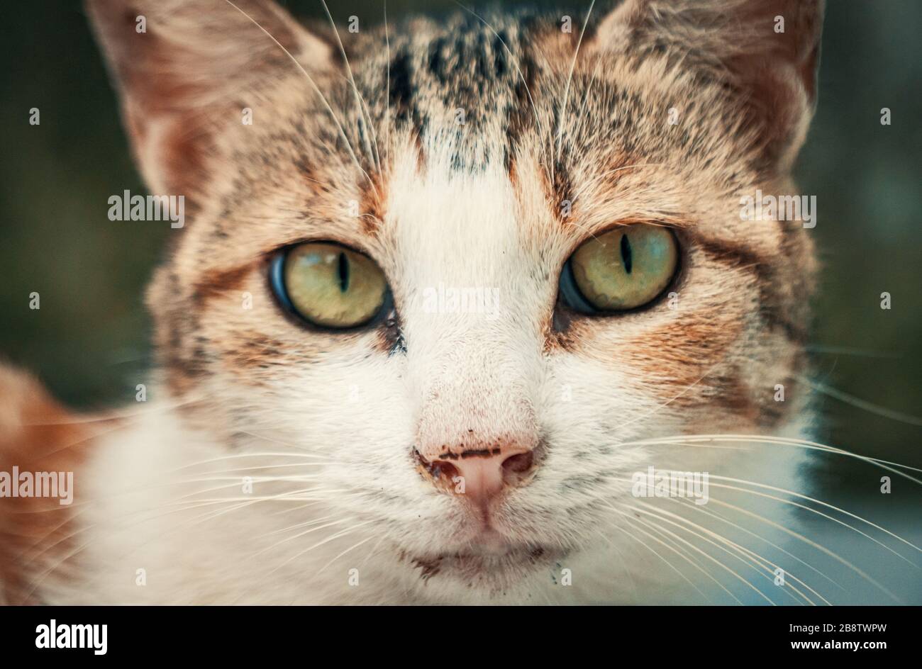 High Angle Shot Animals