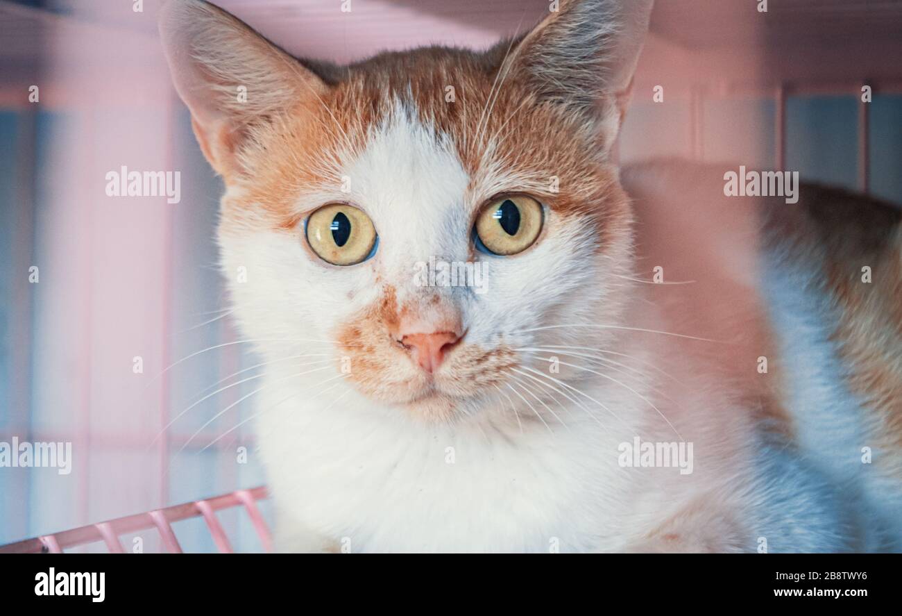 Pound cat hi-res stock photography and images - Alamy