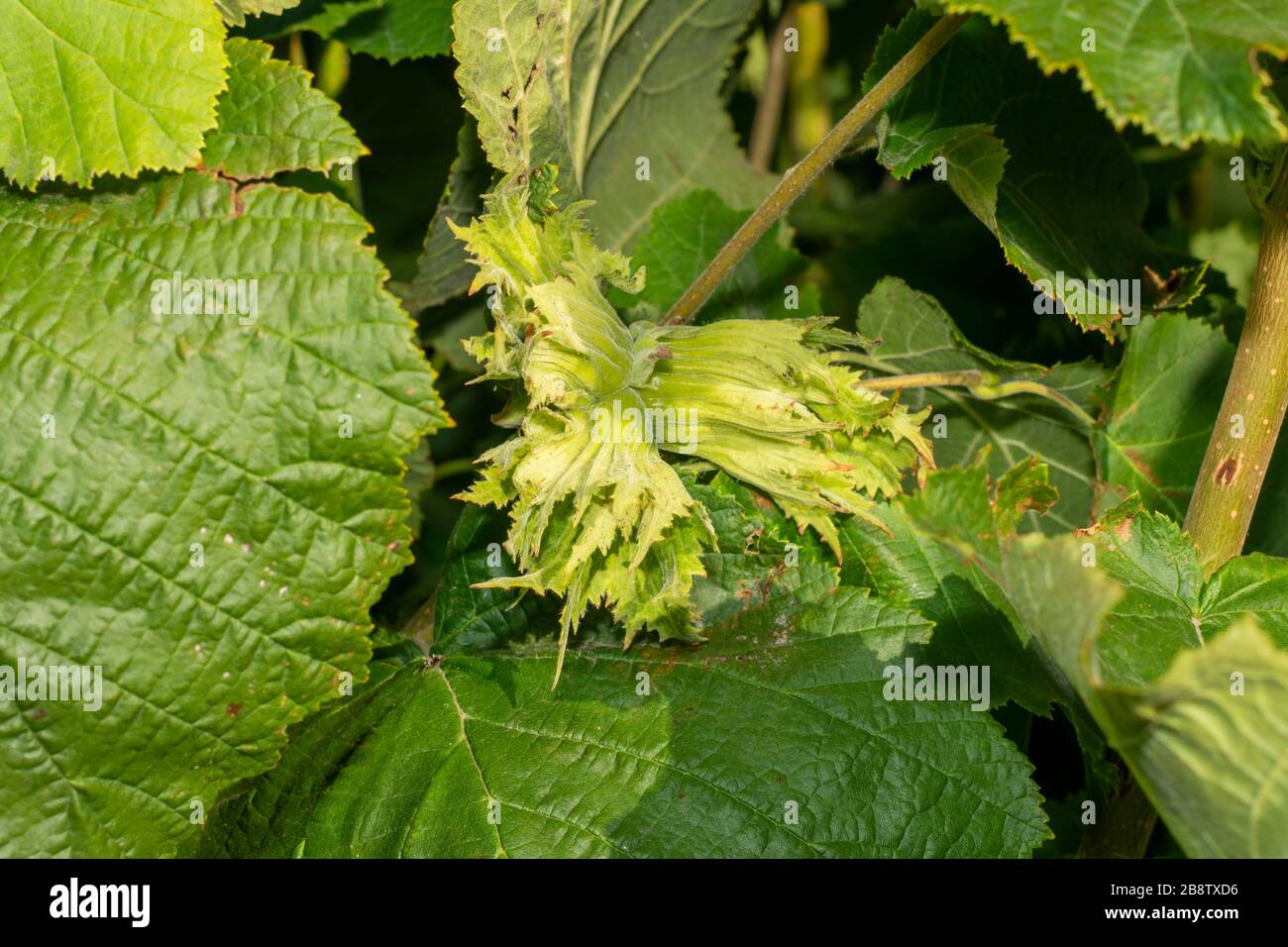 Hazelnut garden. Hazelnuts in a green shell on the branches in hand ...