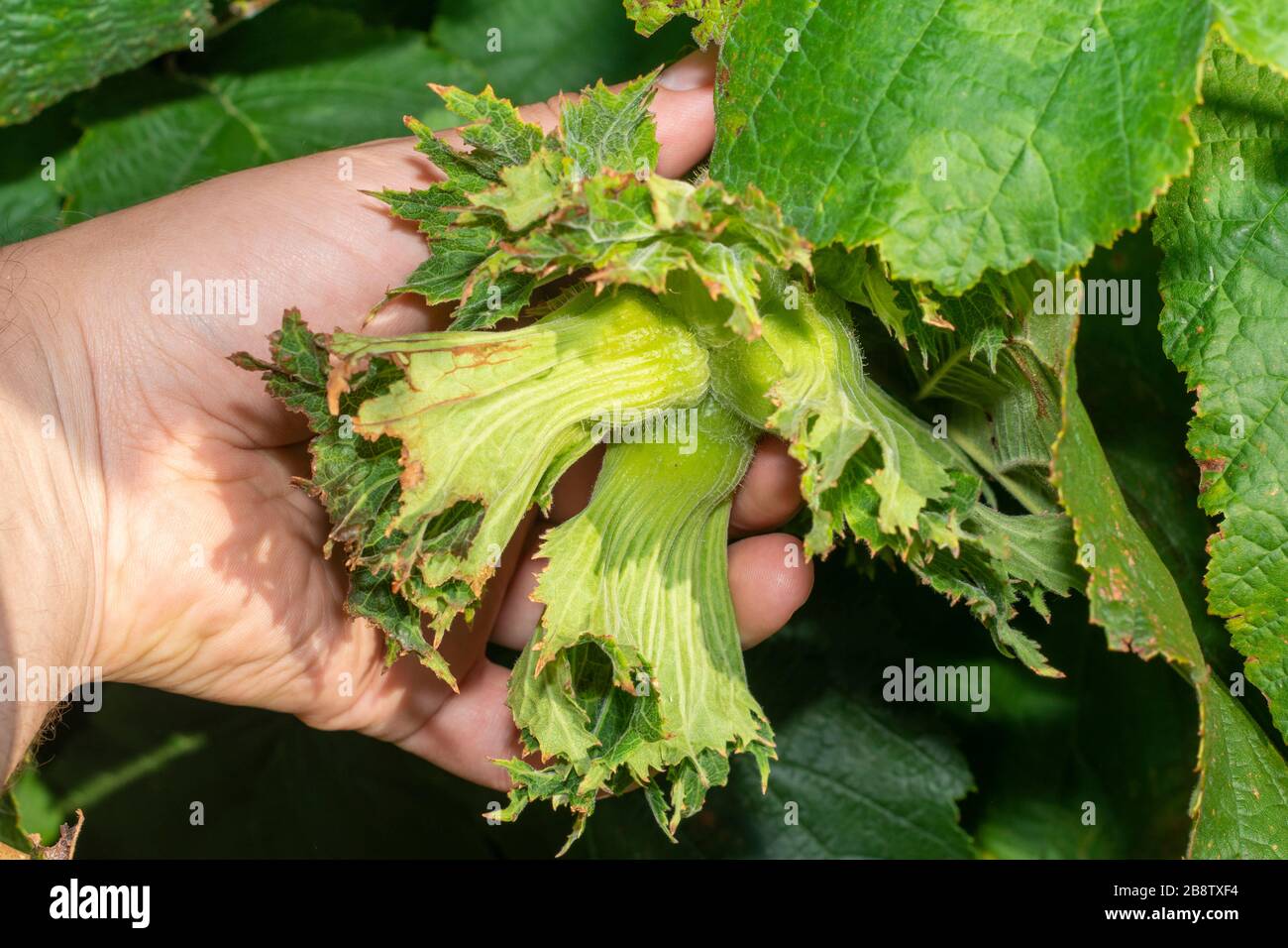 Hazelnut garden. Hazelnuts in a green shell on the branches in hand ...