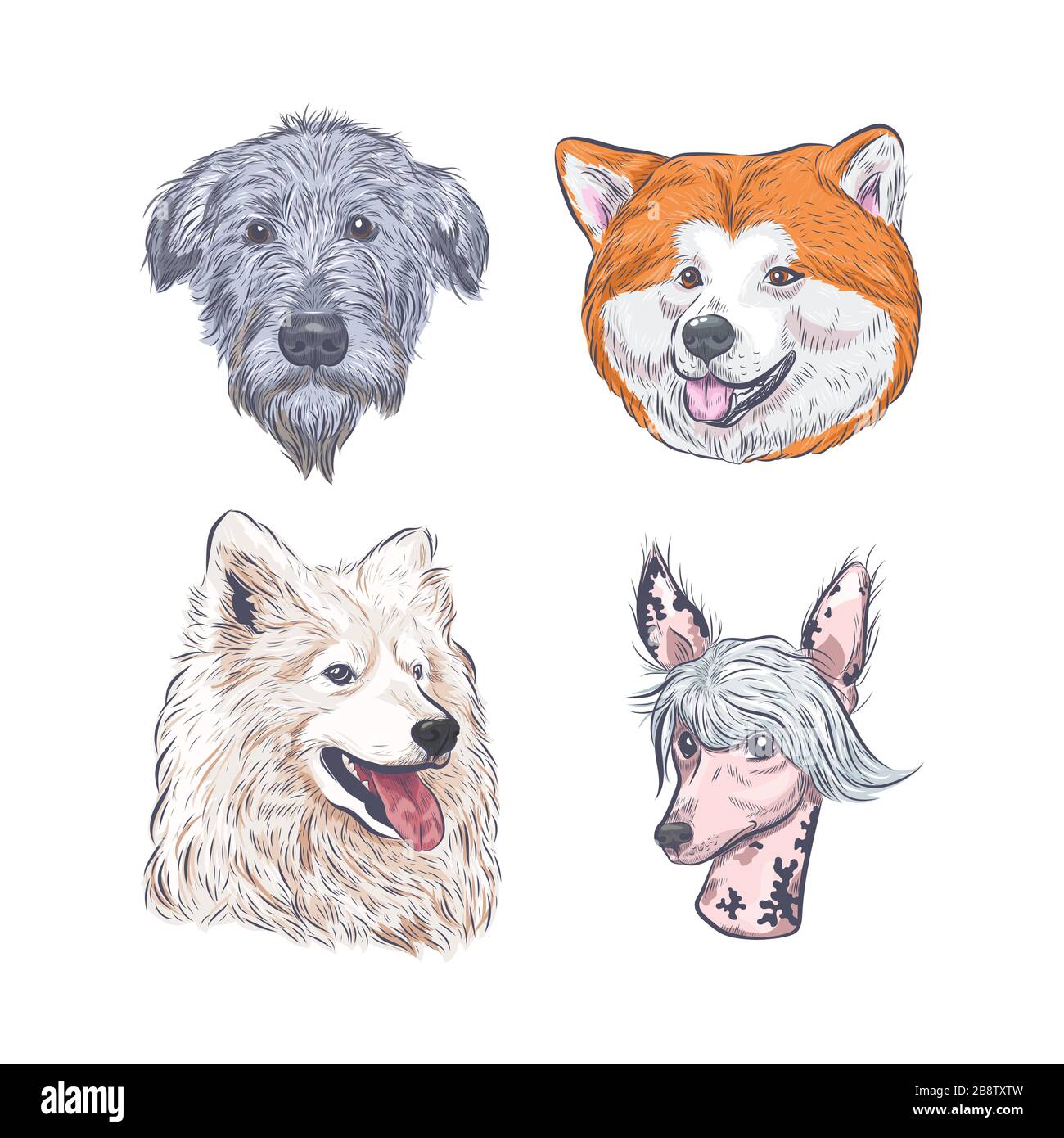 Purebred dog faces isolated on white background Stock Vector Image ...