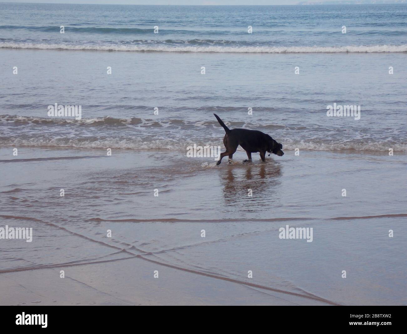 Dog walking on Devon beach Stock Photo - Alamy