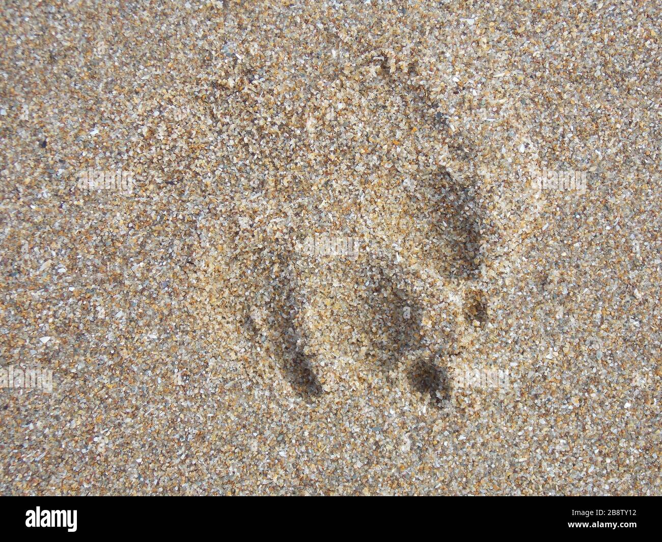 Dog footprint hi-res stock photography and images - Alamy