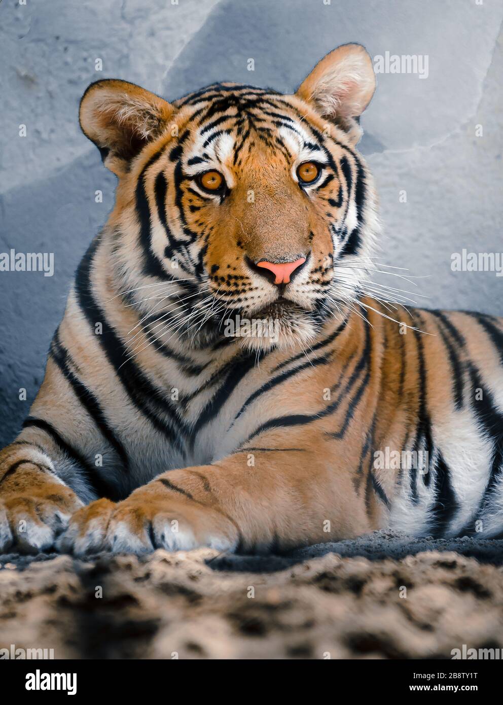Captive Siberian tiger (Panthera tigris altaica) laying down in zoo ...