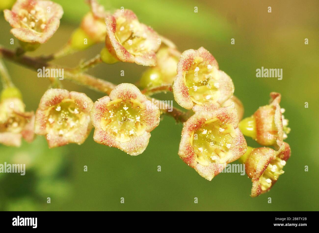 black currant flower garden Stock Photo - Alamy