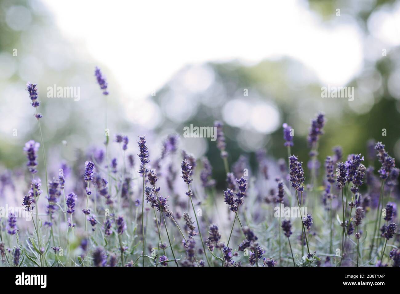 Lavender lavender plant hi-res stock photography and images - Alamy