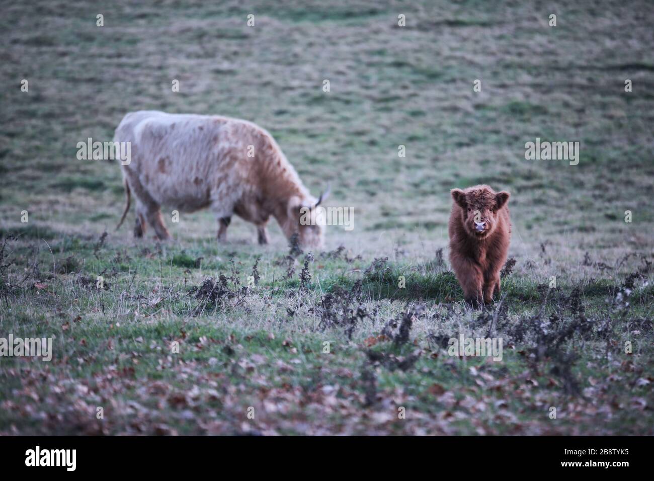 Adult Highland Cow and Calf In Dogmersfield Park, Hampshire Stock Photo ...