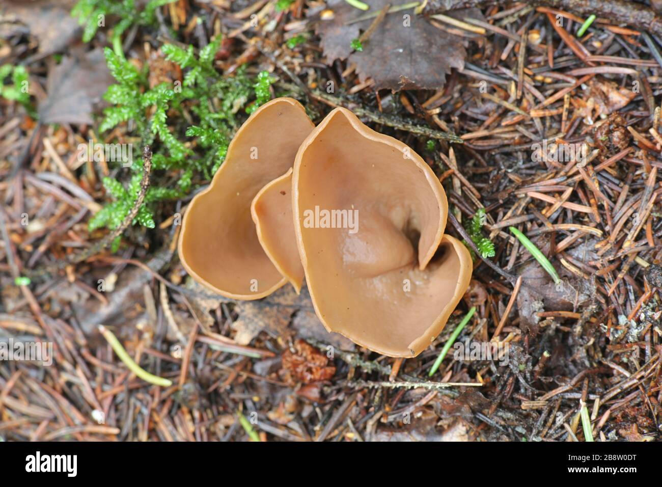 Otidea leporina, known as Yellow Ear fungus, wild mushroom from Finland ...
