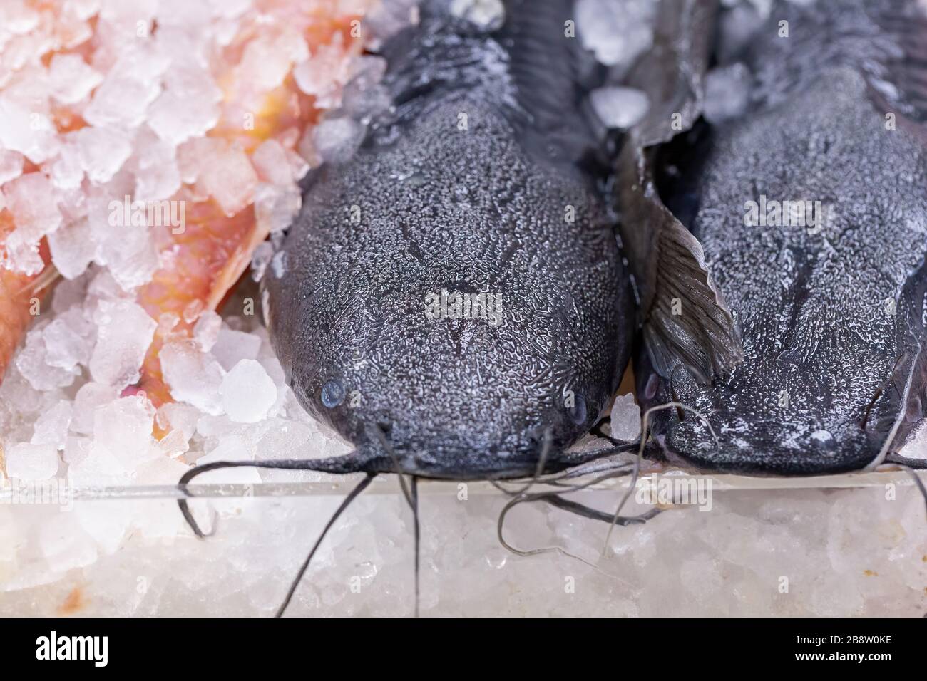 Siluriformes hi-res stock photography and images - Alamy